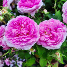 Historische Strauchrose - Rose 'Belle Isis' - rosa