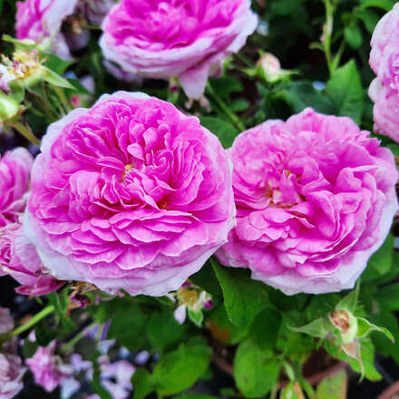 Historische Strauchrose - Rose 'Belle Isis' - rosa