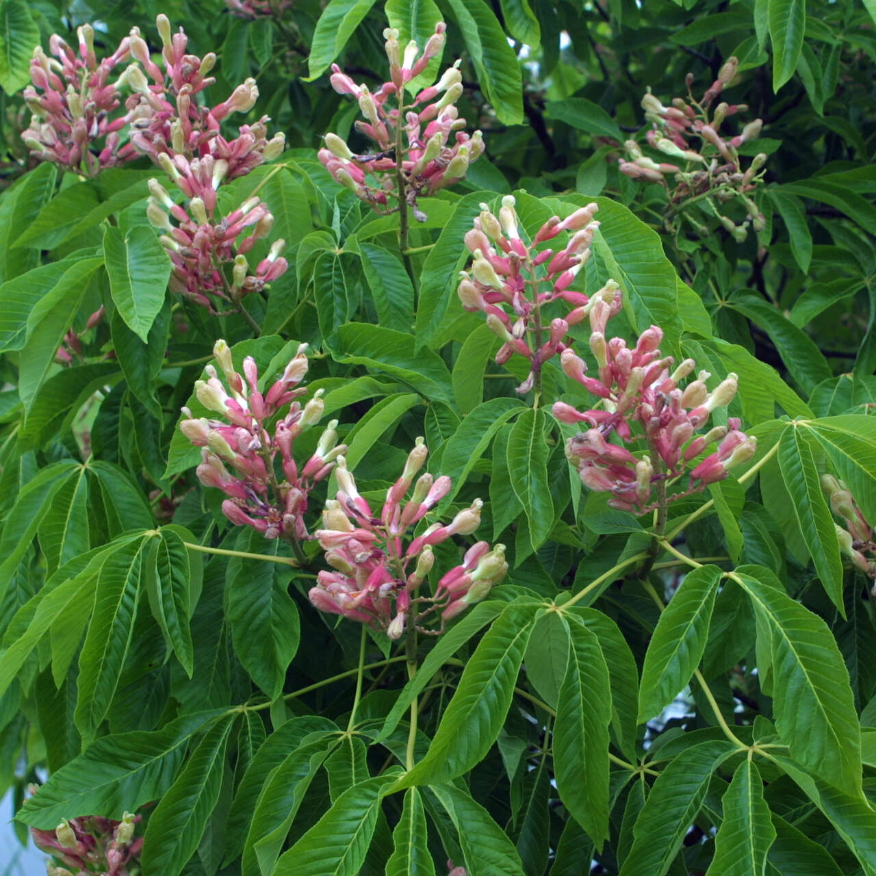 Rotblühende Strauchkastanie - Aesculus pavia discolor - mehrfärbig