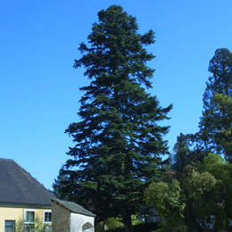 Blaue Prachttanne - Abies magnifica 'Glauca' - grau/silbrig