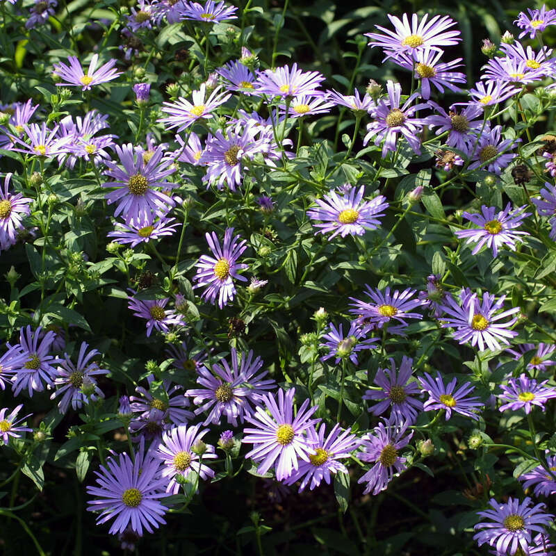 Bergaster - Aster amellus 'Rudolf Goethe' - blau