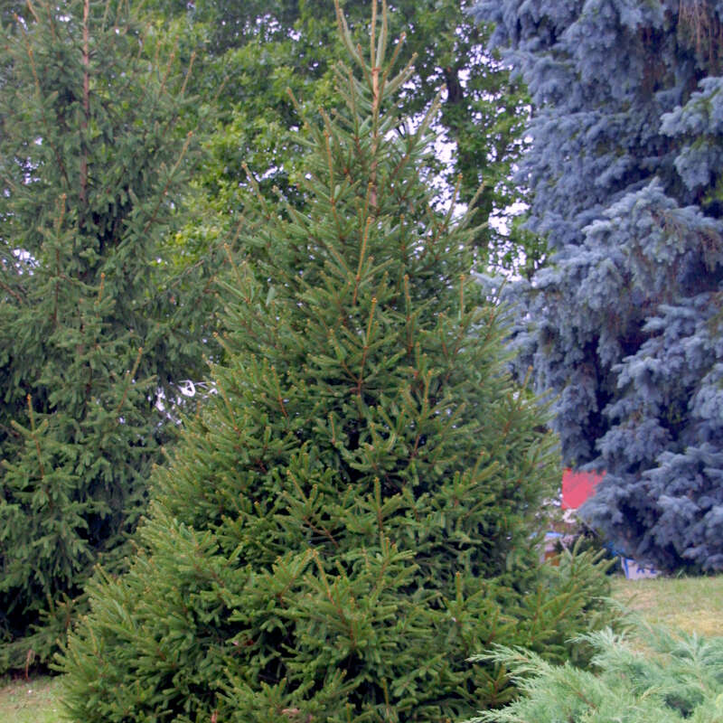 Heimische Fichte - Picea abies