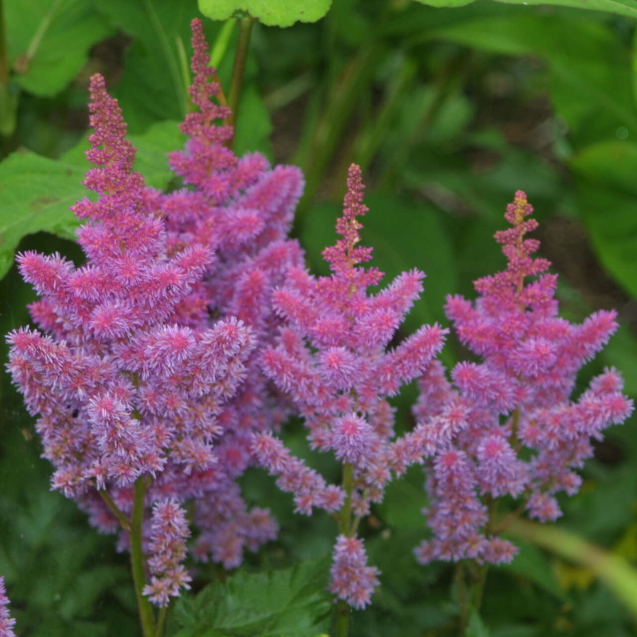 Zwerg-Prachtspiere - Astilbe chinensis 'Pumila' - rosa Zwerg-Prachtspiere - Astilbe chinensis 'Pumila' - rosa