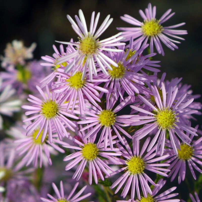 Aster - Aster ericoides 'Pink Star' - rosa