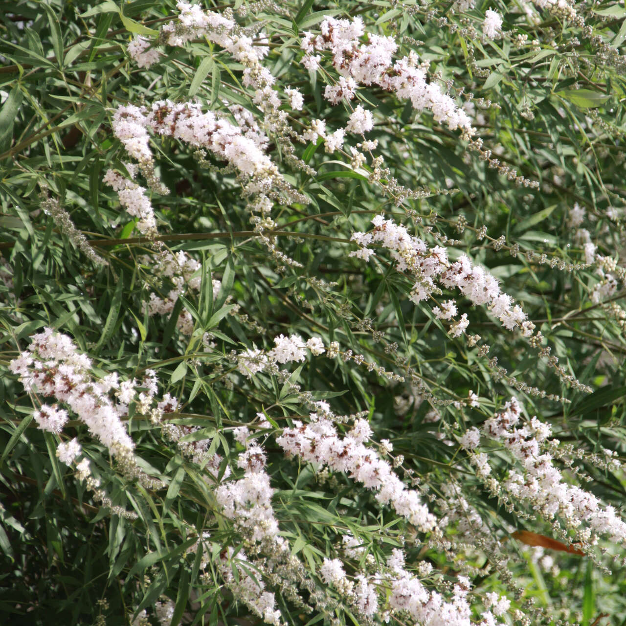 Weißer Mönchspfeffer - Vitex agnus-castus 'Alba' - weiß