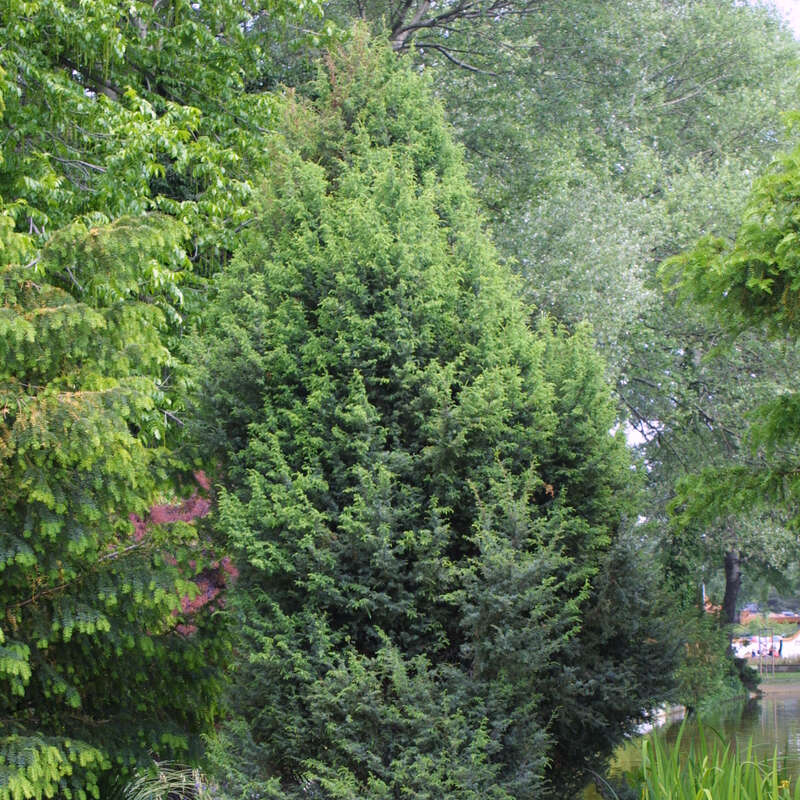 Heimischer Heidewacholder - Juniperus communis
