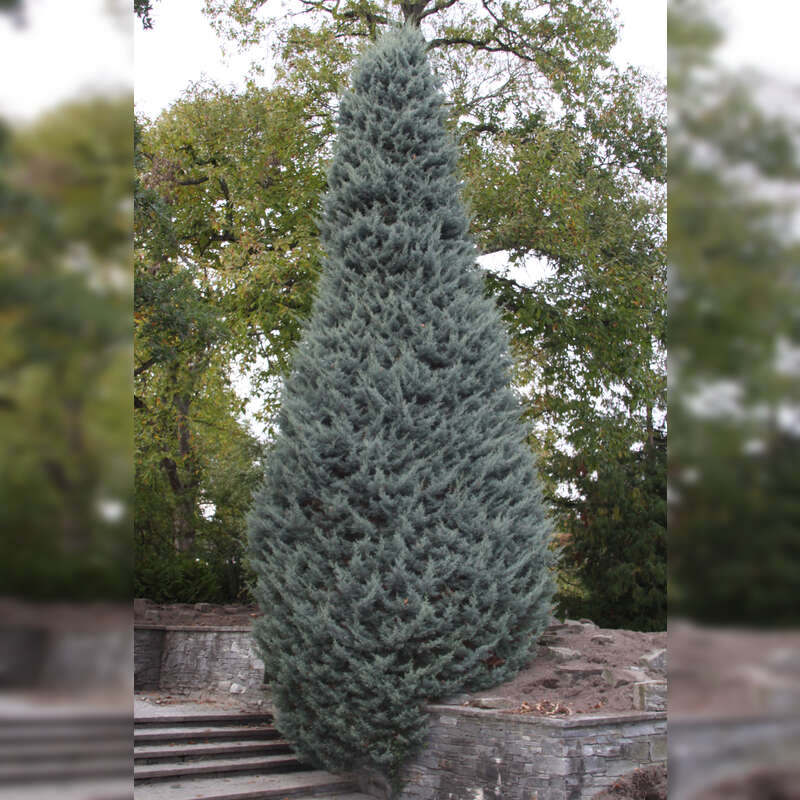 Arizonazypresse - Cupressus arizonica 'Fastigiata'