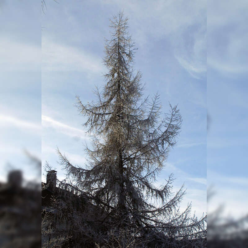 Europäische Lärche - Larix decidua