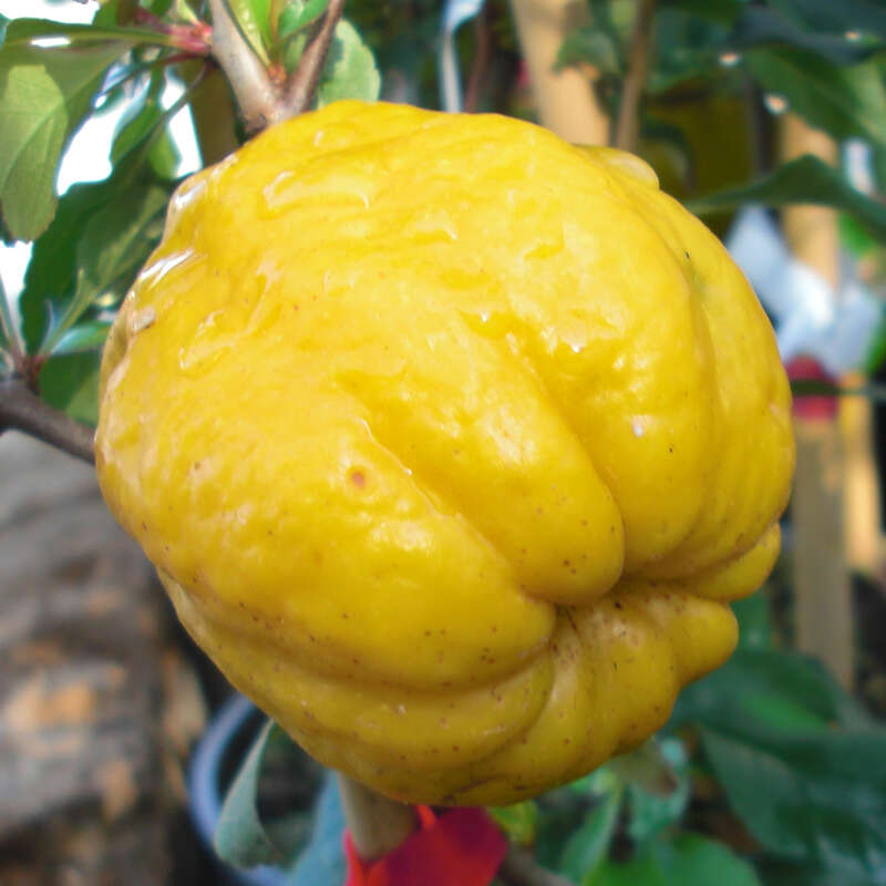 Nordische Zitrone - Chaenomeles 'Cido' - rot