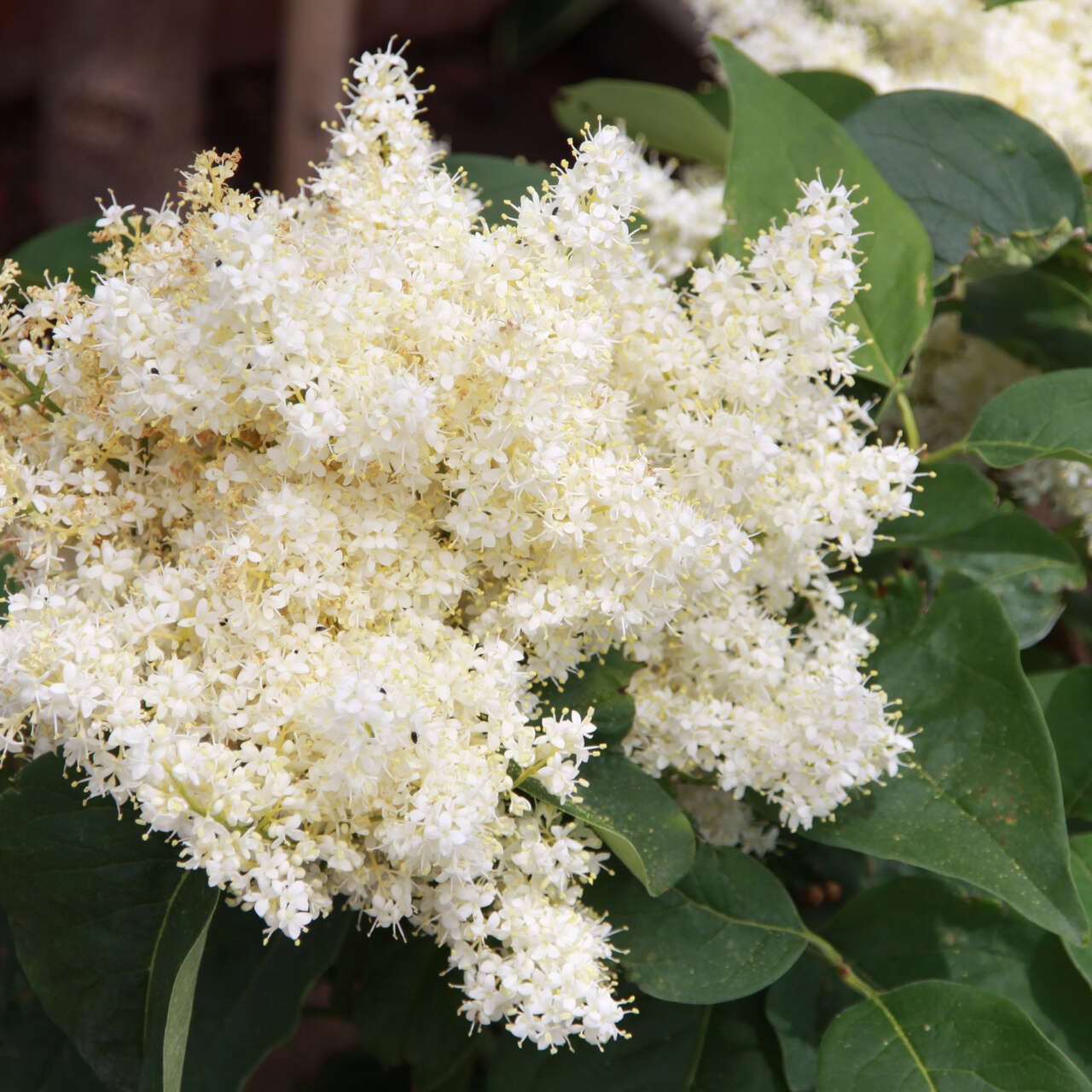 Baumflieder - Syringa reticulata 'Ivory Silk' - weiß