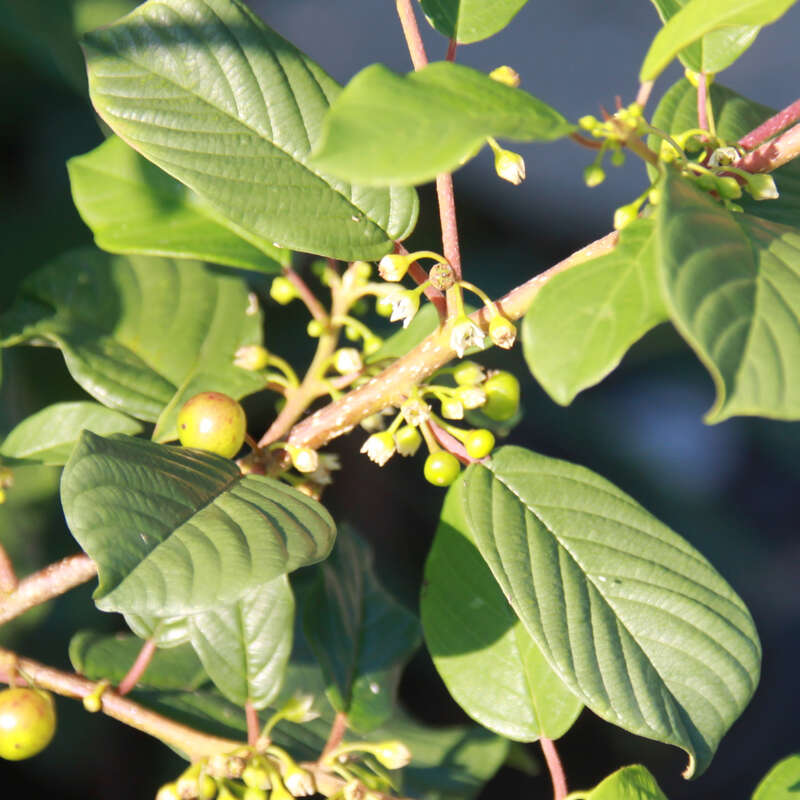 Gemeiner Faulbaum - Frangula alnus - weiß