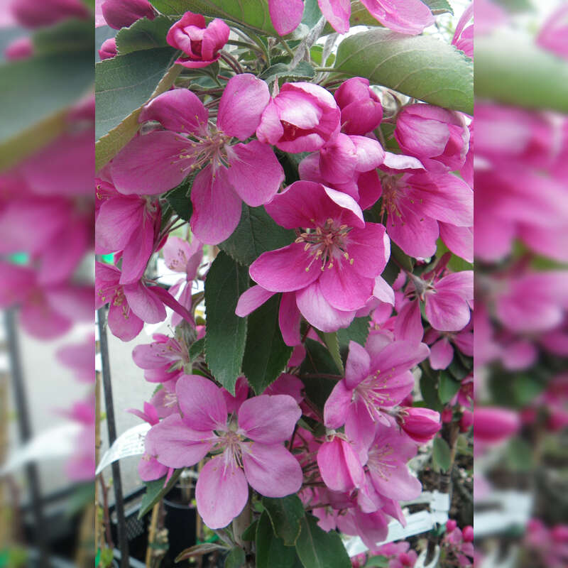 Säulen-Zierapfel - Malus 'Maypole' - rosa