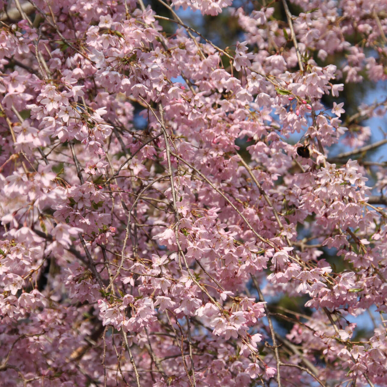 Hängekirsche (Prunus pendula 'Pendula Rubra') rosa kaufen | Praskac