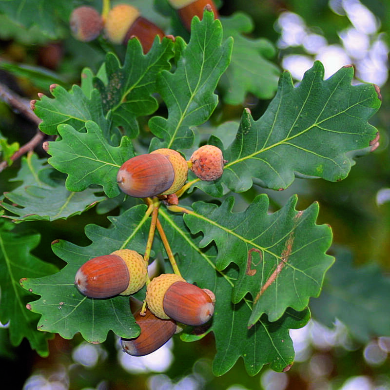 Stieleiche - Quercus robur