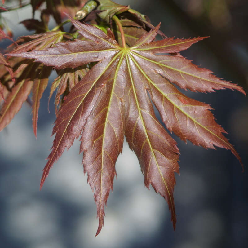 Japanischer Ahorn - Acer palmatum 'Mirte'