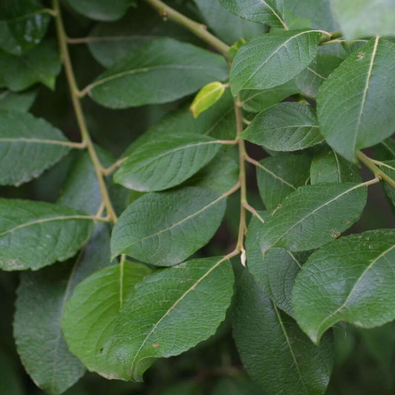 Salweide, Kätzchenweide - Salix caprea - weiß