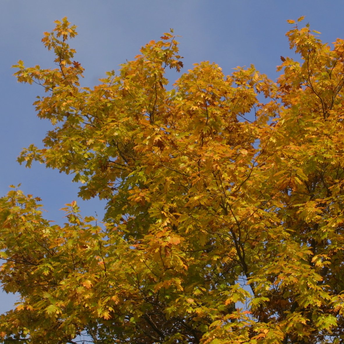 Amerikanische Roteiche - Quercus rubra - grün