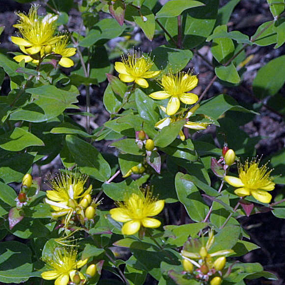 Johannisstrauch - Hypericum inodorum 'Elstead' - gelb