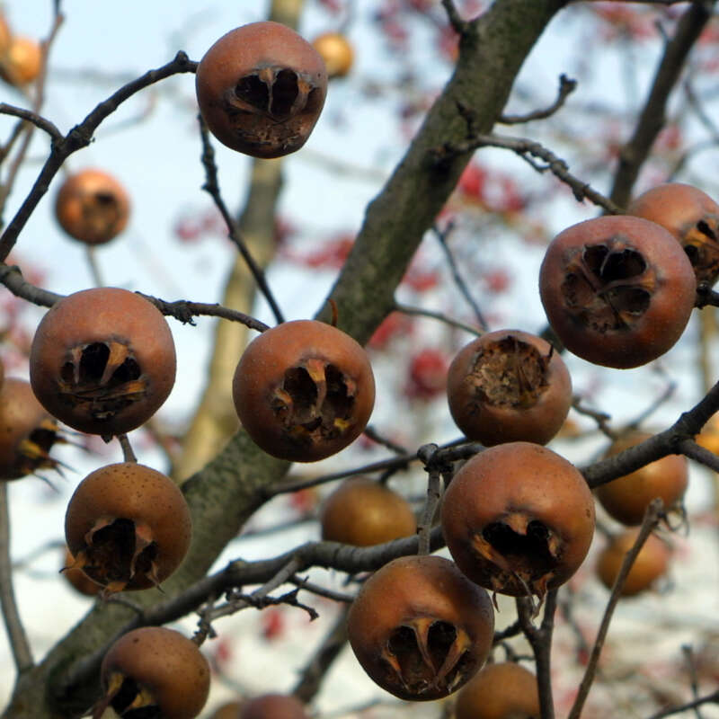 Mispel - Mespilus germanica 'Mispel von Metz'
