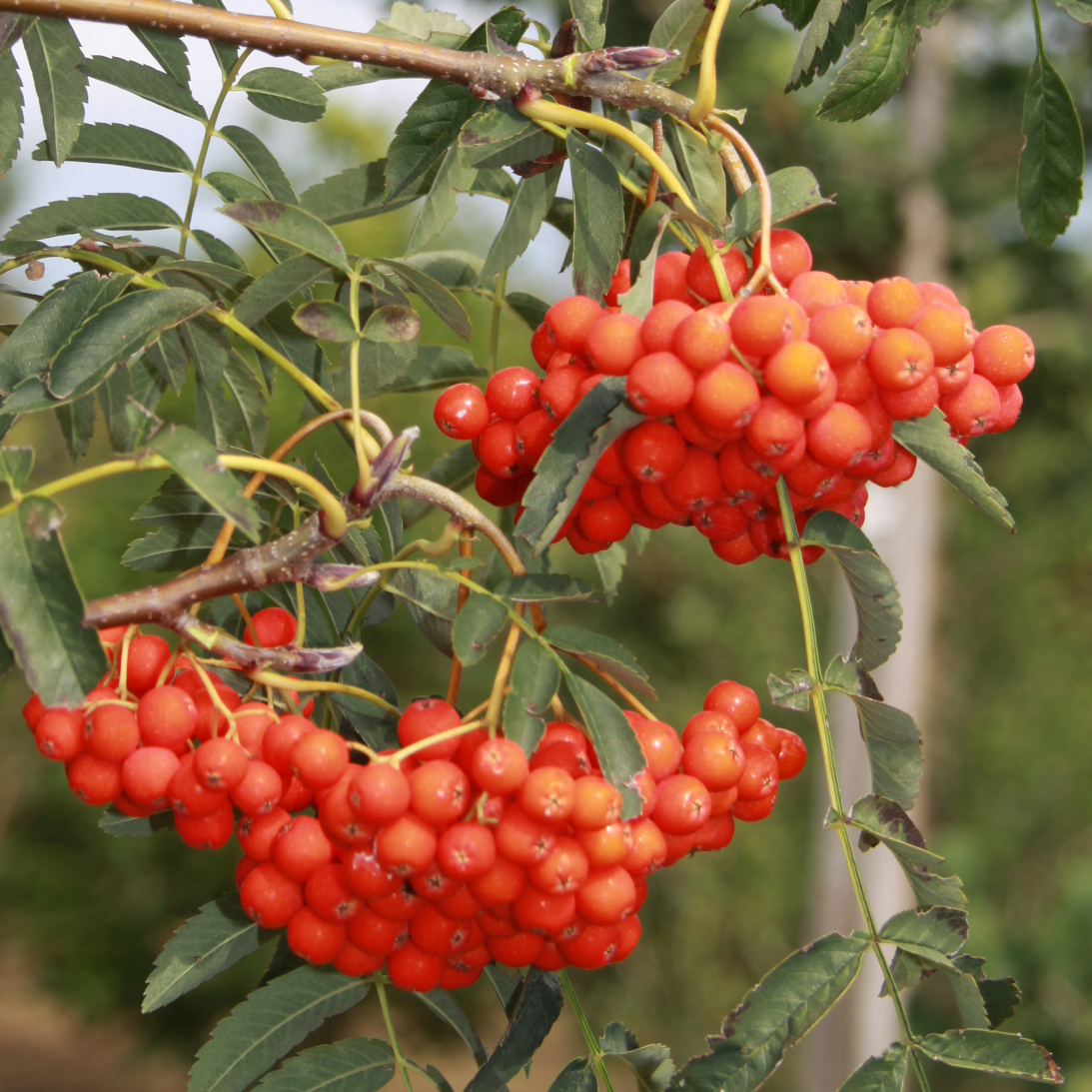 Mährische Eberesche - Sorbus aucuparia 'Edulis' - weiß