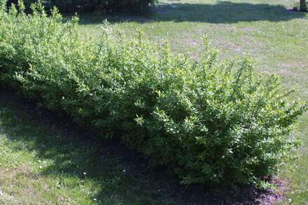 Zwerg-Liguster - Ligustrum vulgare 'Lodense' - weiß