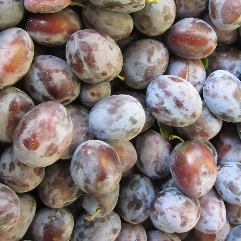 Zwetschke - Prunus domestica 'Hauszwetschke'