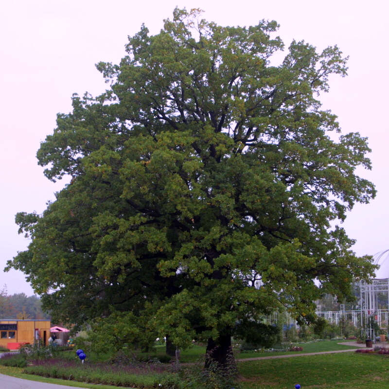 Stieleiche - Quercus robur