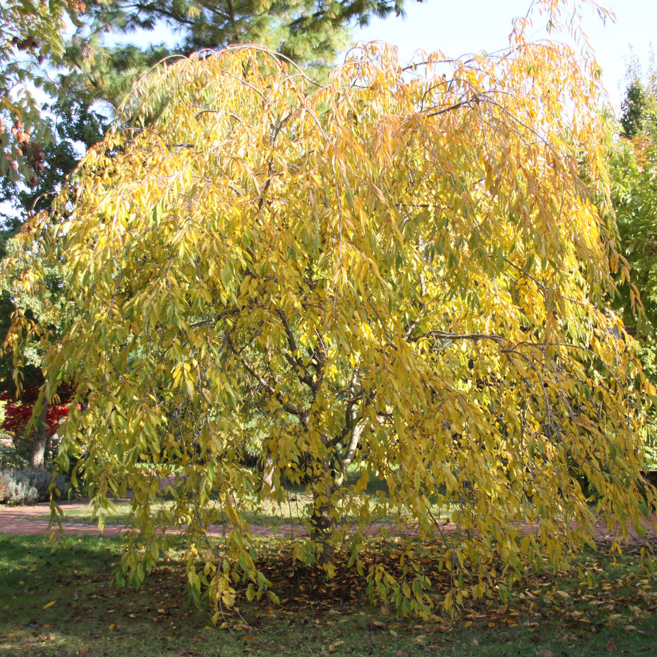 Hängekirsche (Prunus pendula 'Pendula Rubra') rosa kaufen | Praskac
