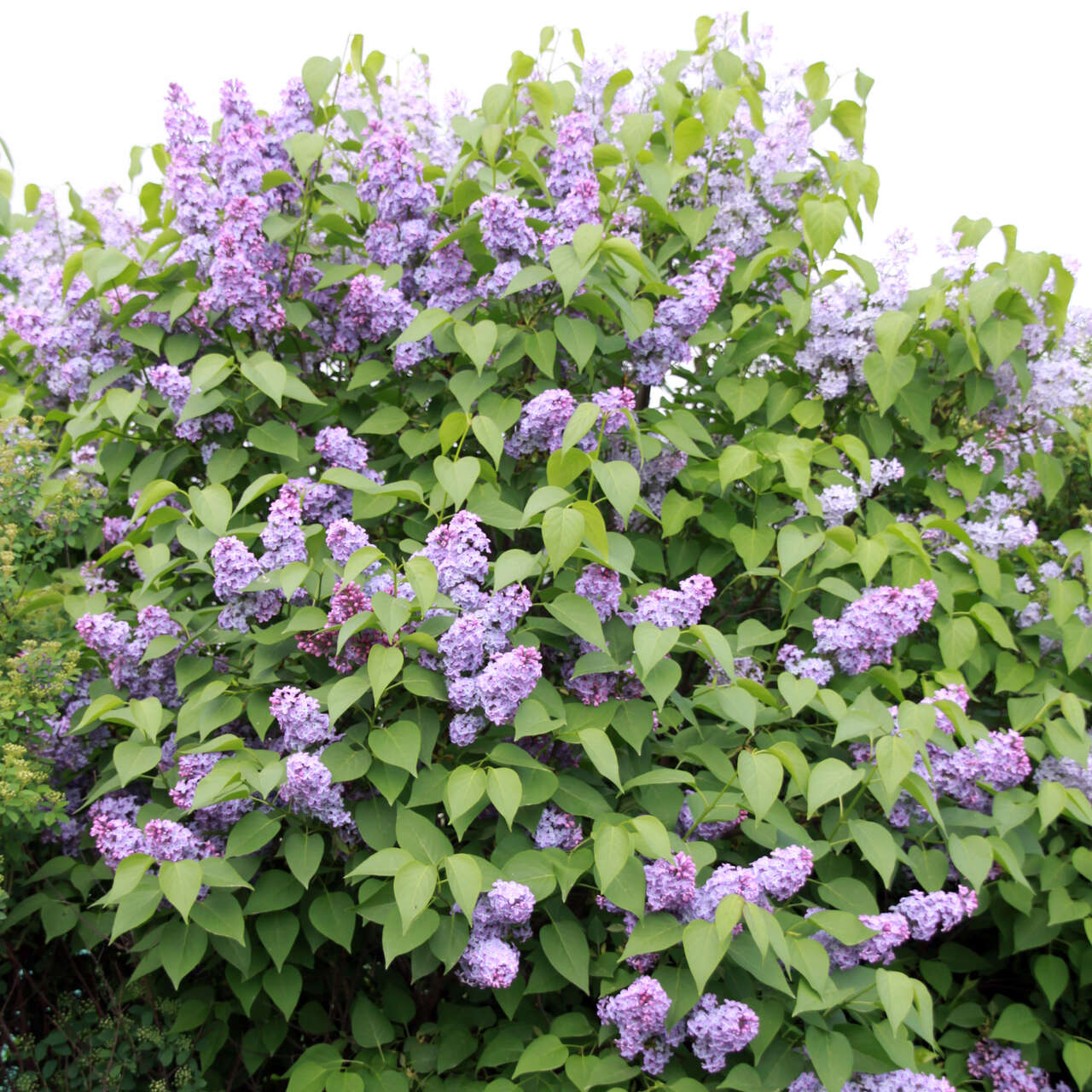 Gewöhnlicher Flieder - Syringa vulgaris - lila