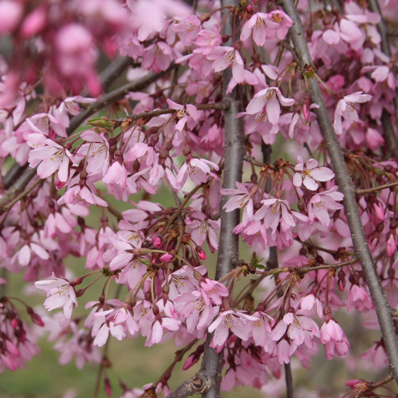 Hängekirsche (Prunus pendula 'Pendula Rubra') rosa kaufen | Praskac