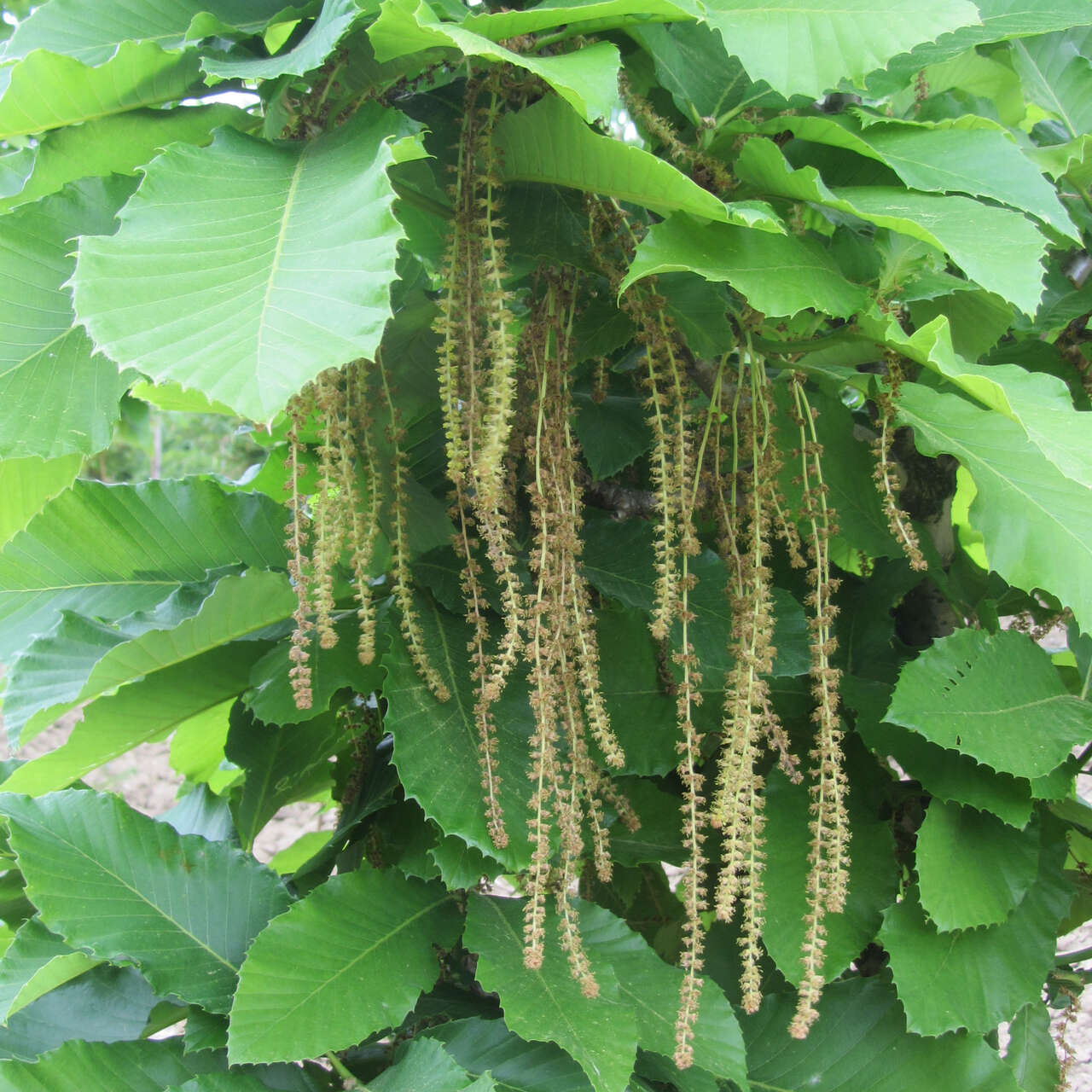 Pontische od. Armenische Eiche - Quercus pontica - grün