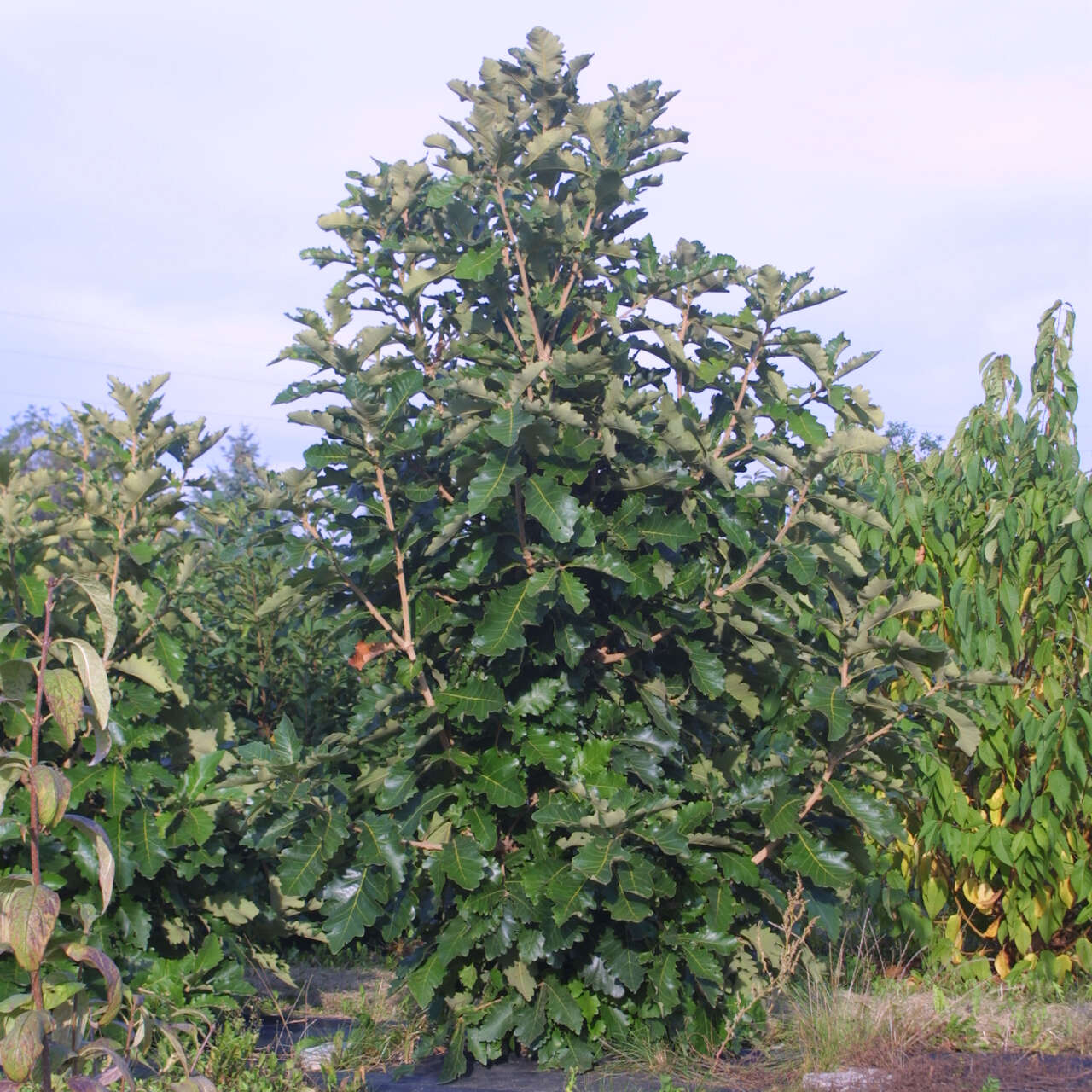 Japanische Kaisereiche - Quercus dentata'Carl Ferris Miller' - grün