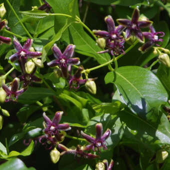 Baumschlinge (Periploca graeca) violett kaufen | Praskac