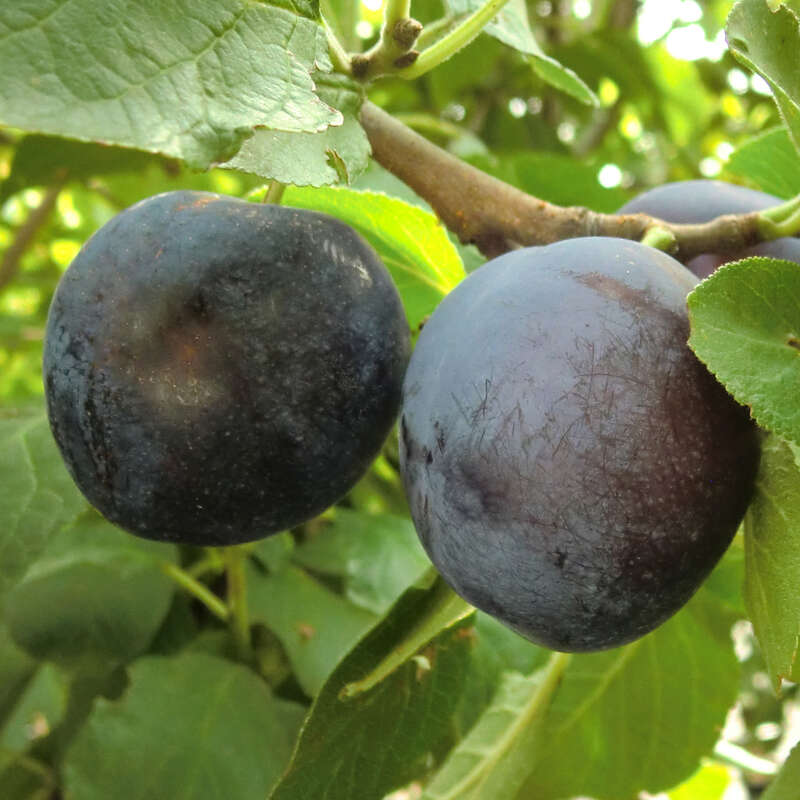 Zwetschke - Prunus domestica 'Mariazeller Hauszwetschke'