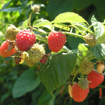 Himbeere - Rubus idaeus 'Himbo-Top' - weiß