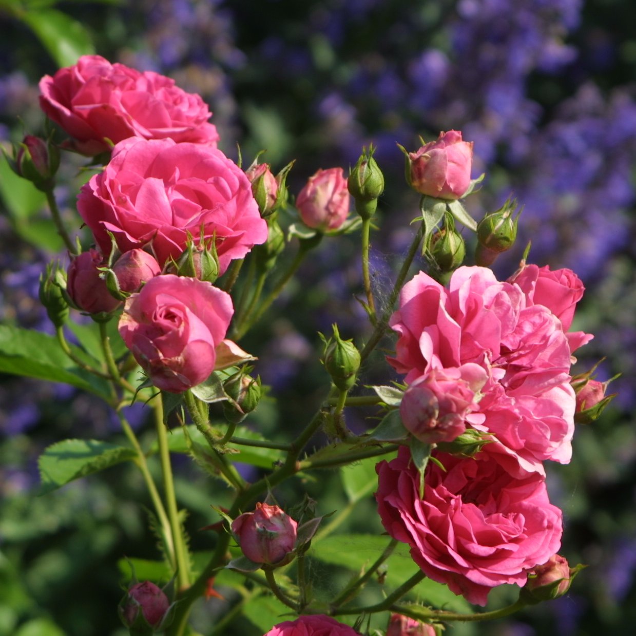 Moderne Strauchrose - Rose 'Elmshorn' - rosa