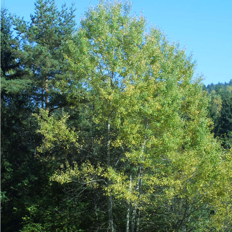 Zitterpappel, Espe - Populus tremula