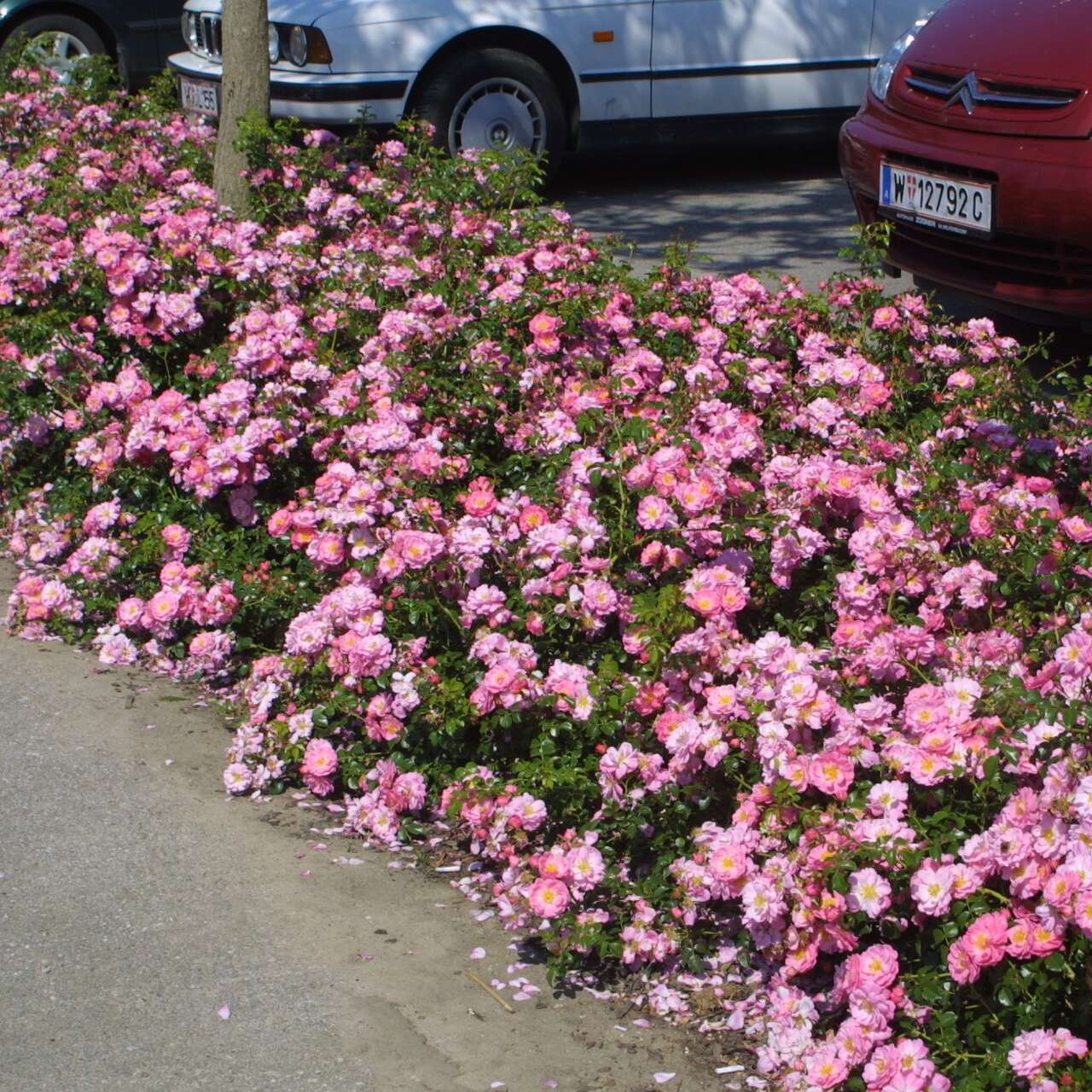 Bodendeckerrose - Rose 'Magic Meidiland' - rosa