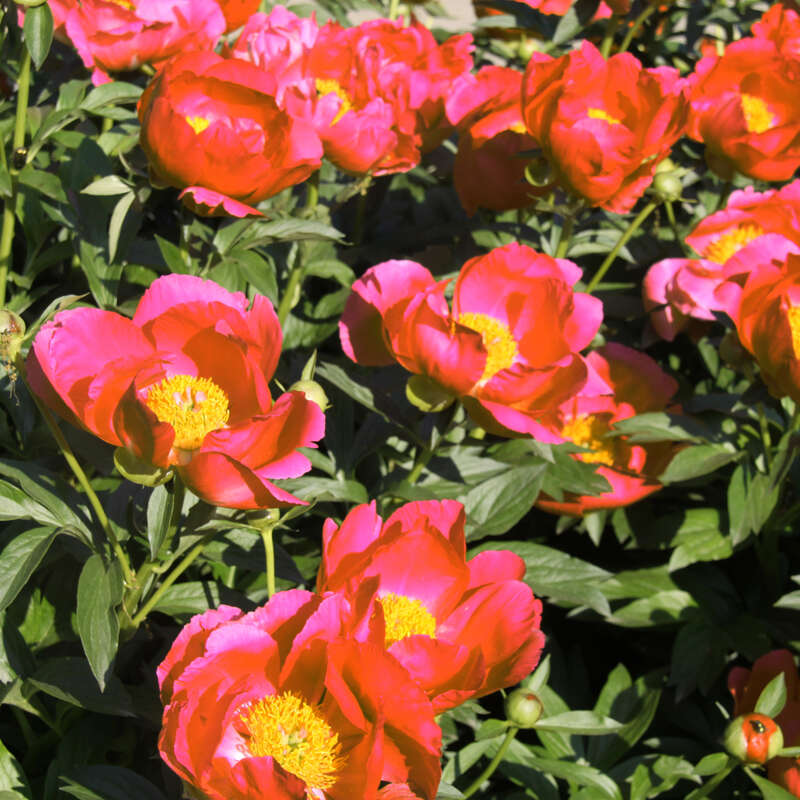 Pfingstrose - Paeonia lactiflora 'Scarlett O'Hara' - rot