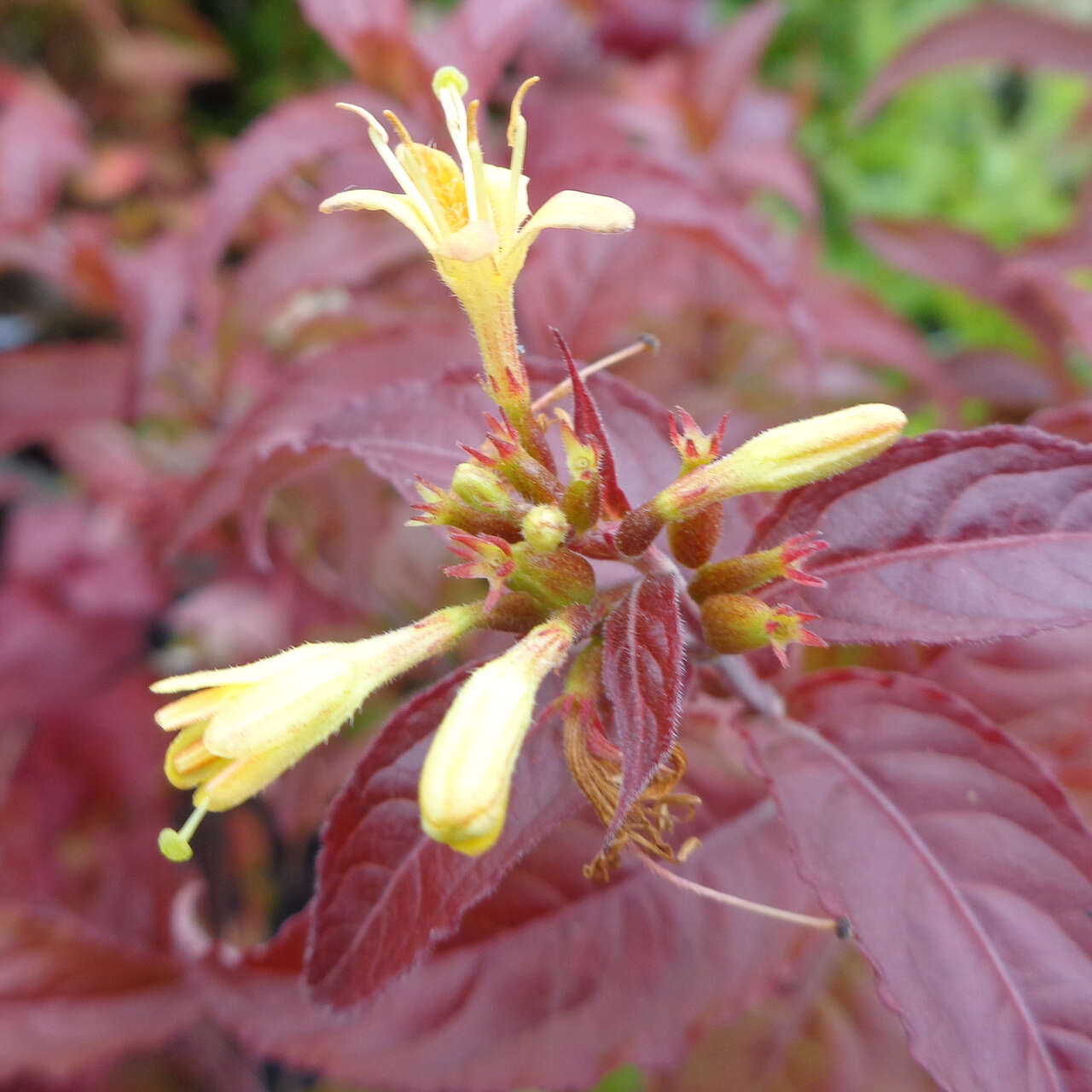 Rotblättriges Buschgeißblatt - Diervilla rivularis 'Troja Black' - gelb