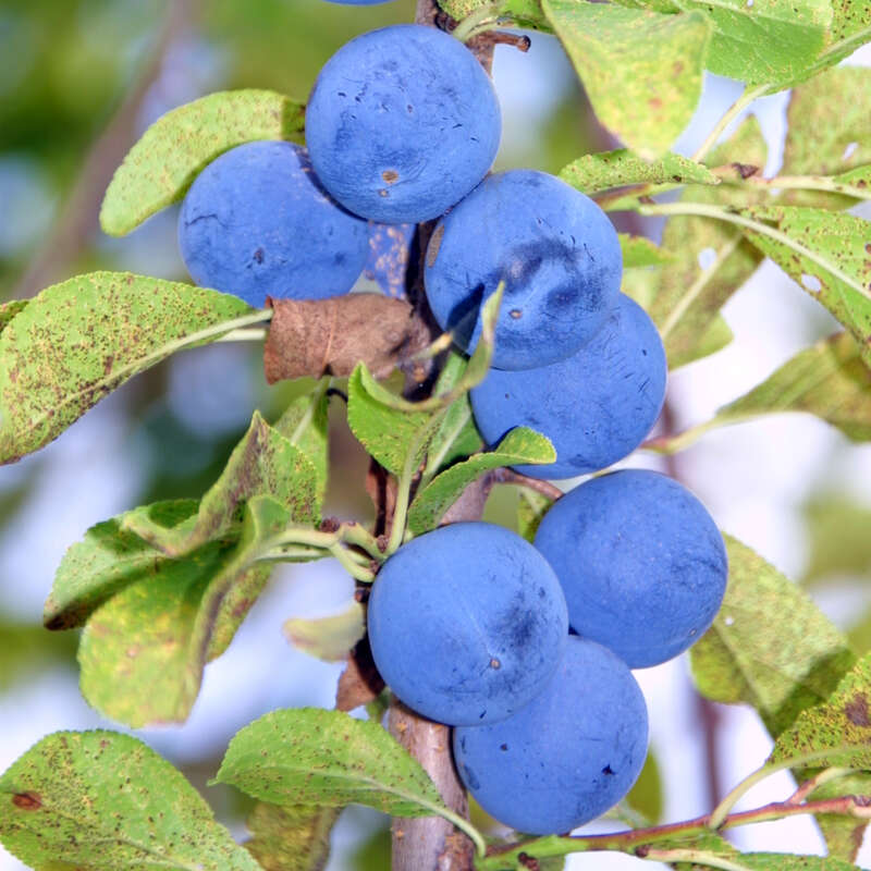 Wildes Kriecherl - Prunus domestica insititia - weiß