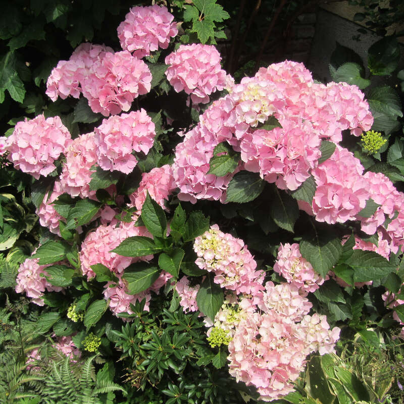 Gartenhortensie - Hydrangea macrophylla 'Bouquet Rose' - rosa