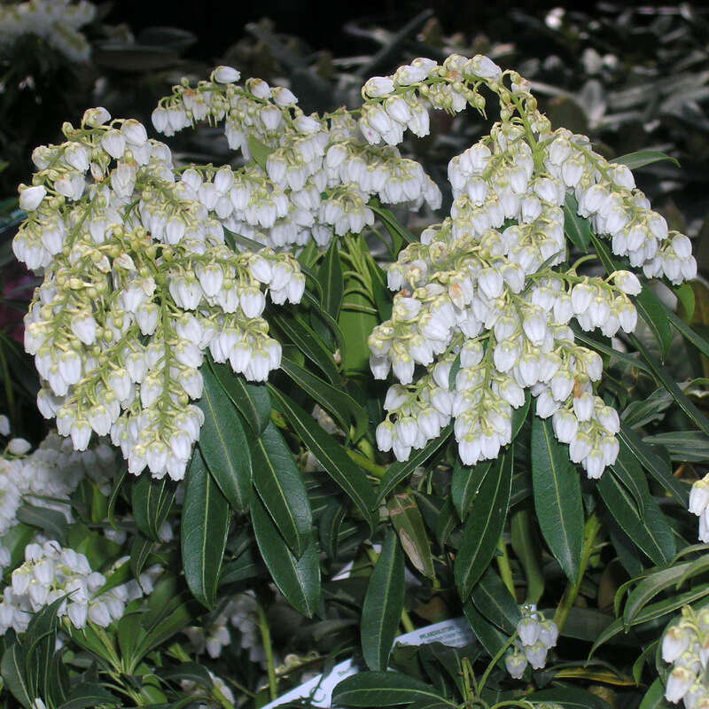 Lavendelheide - Pieris japonica 'Purity' - weiß