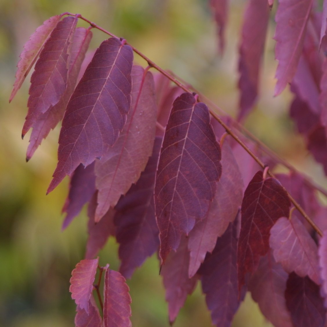 Zelkove - Zelkova serrata 'Vulkan' - grün