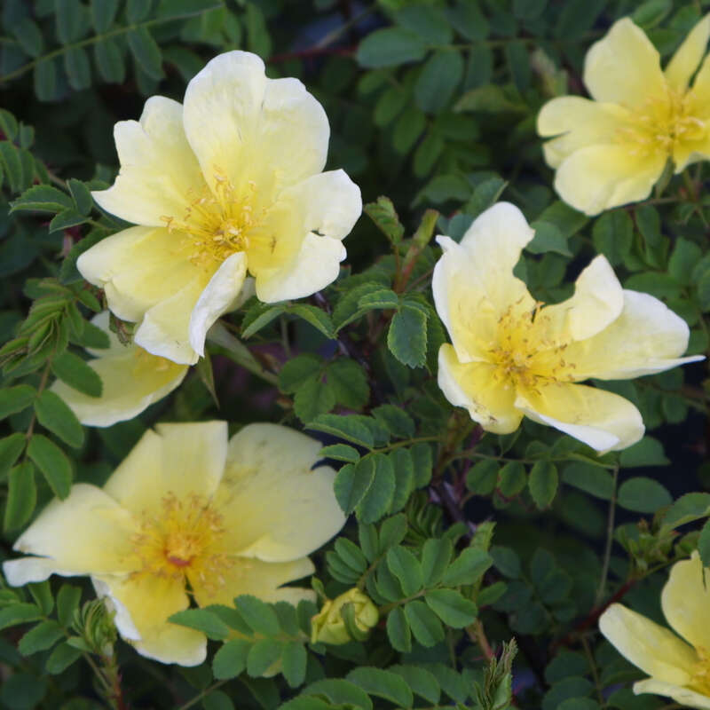 Chinesische Goldrose - Rose 'Hugonis' - gelb