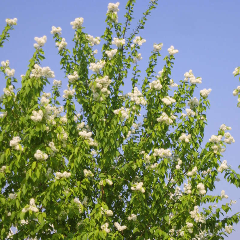 Amur-Traubenkirsche - Prunus maackii 'Amber Beauty' - weiß