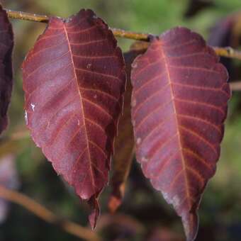 Zelkove - Zelkova serrata 'Vulkan' - grün