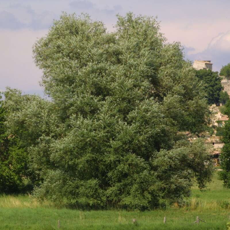 Silberpappel - Populus alba 'Nivea'