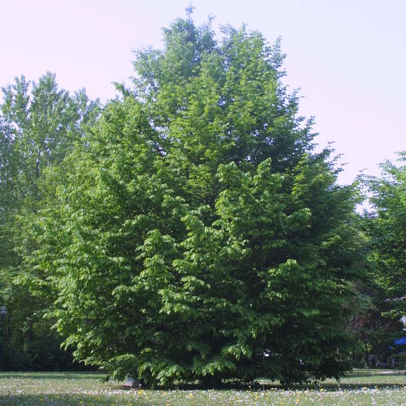 Hainbuche - Carpinus betulus