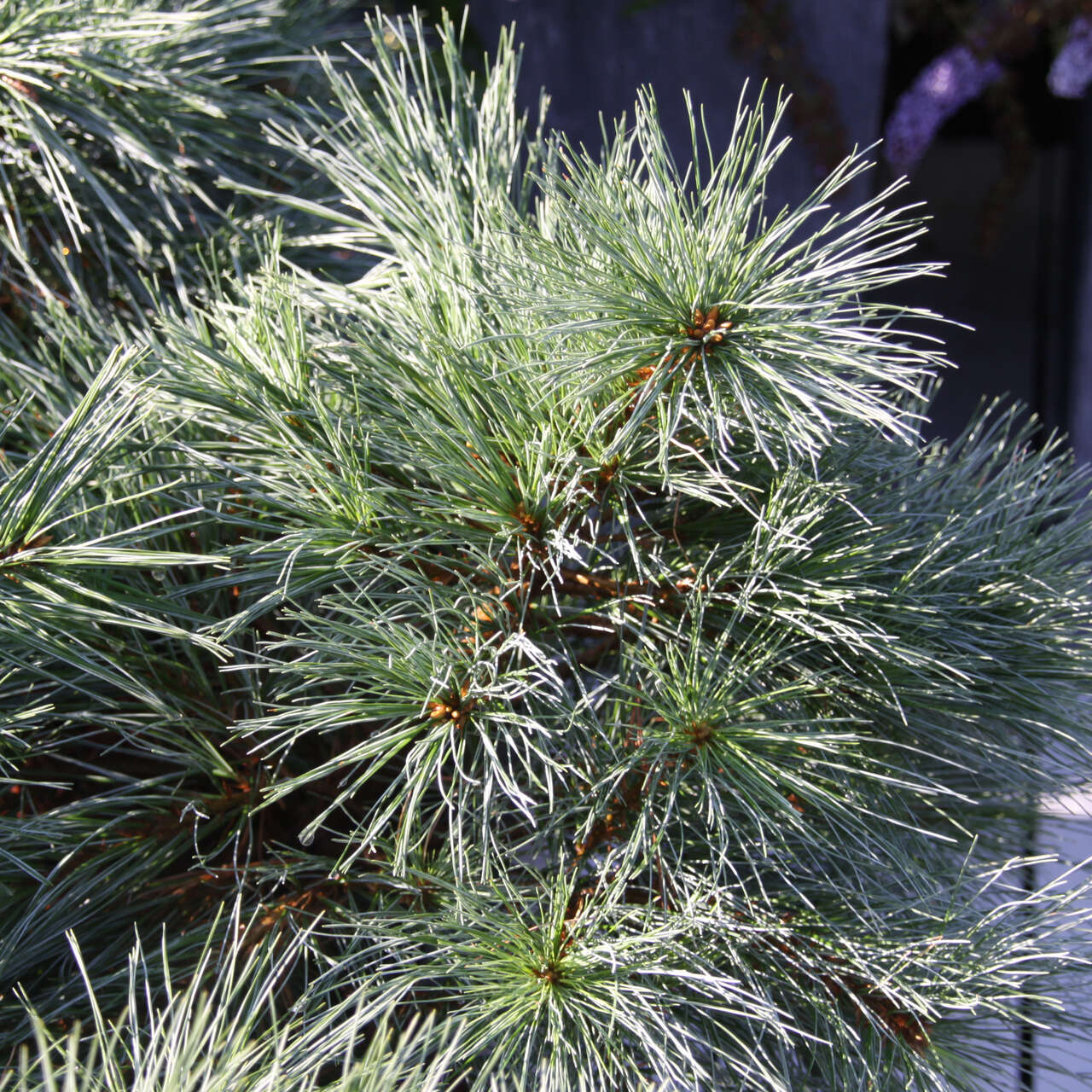 Zwerg-Seidenföhre - Pinus strobus 'Blue Shag' - grau/silbrig